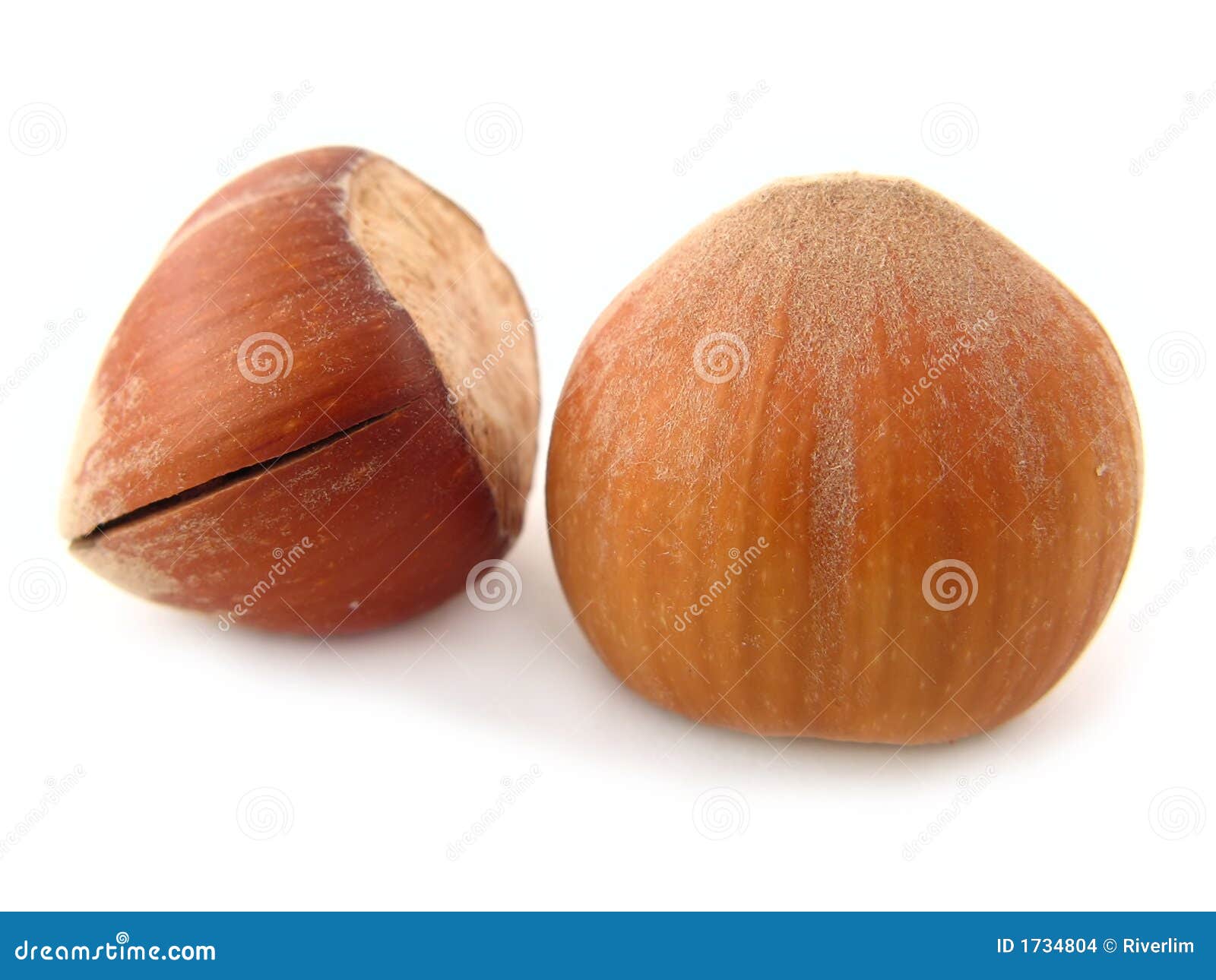 Hazel Nuts stock photo. Image of isolated, nutrition, natural - 1734804