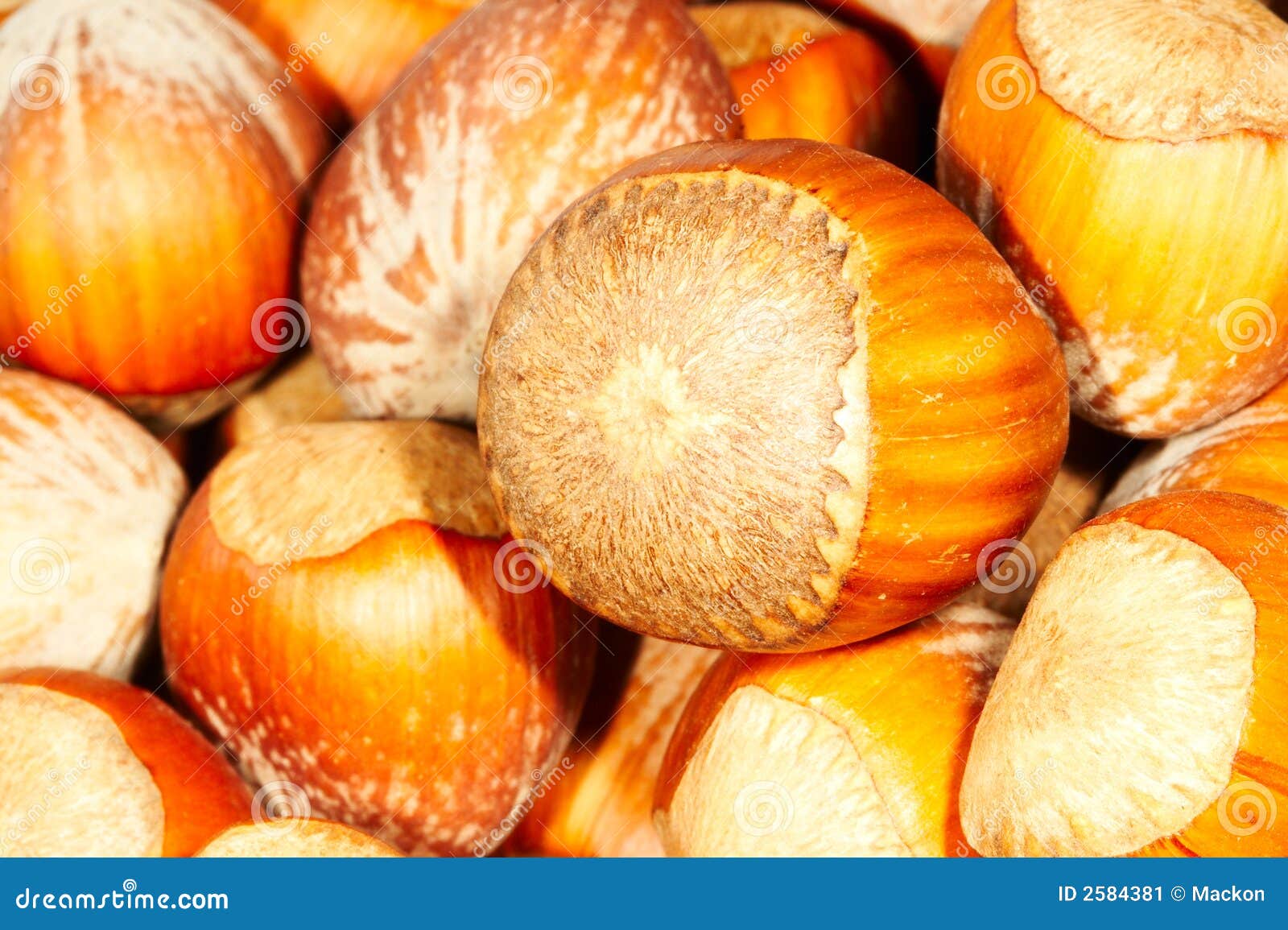 Hazel nuts. stock image. Image of nutlet, biological, grocery - 2584381