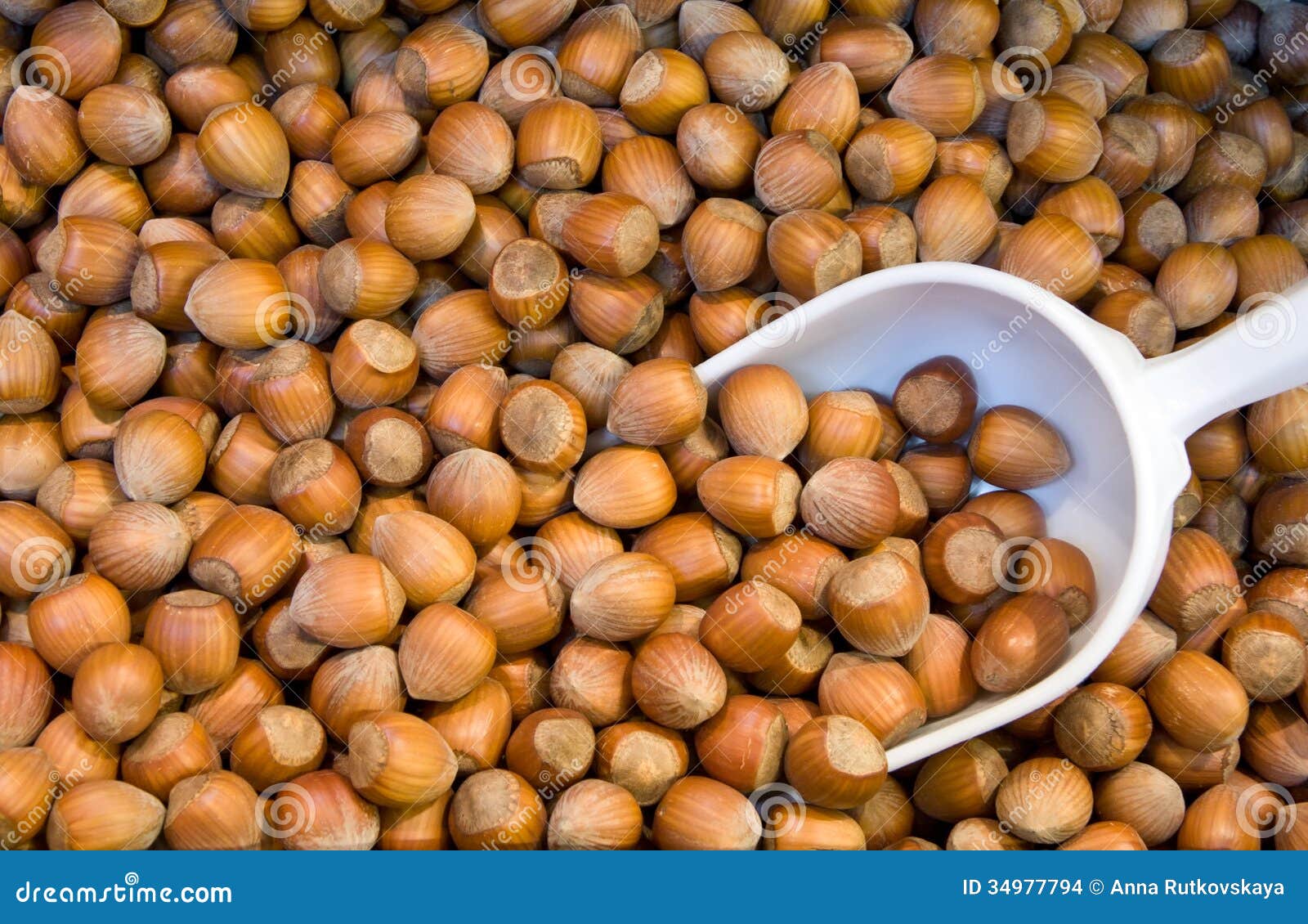 Hazel Nuts background stock photo. Image of agriculture - 34977794