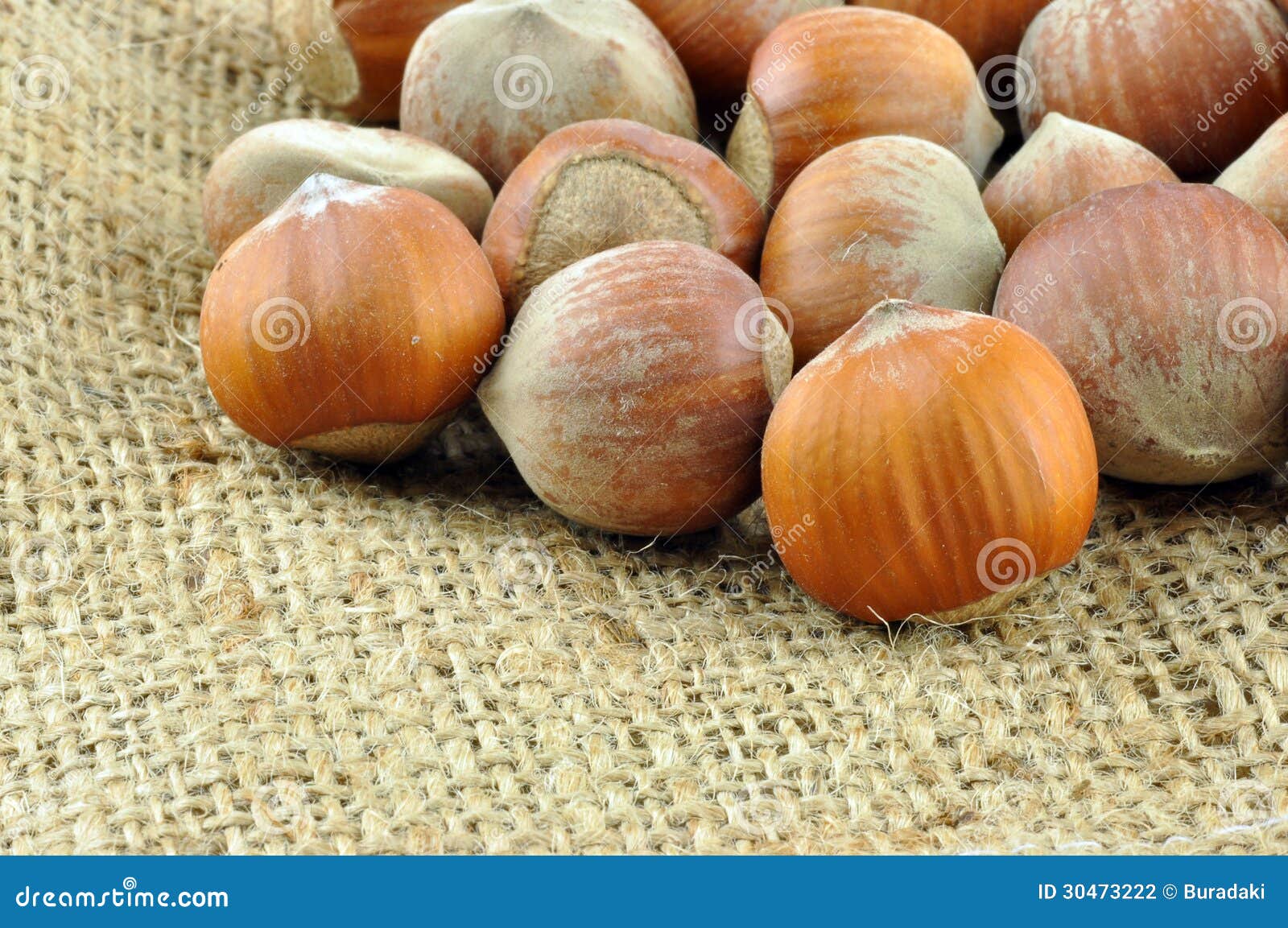 Hazel nuts stock photo. Image of hazel, edible, kernel - 30473222
