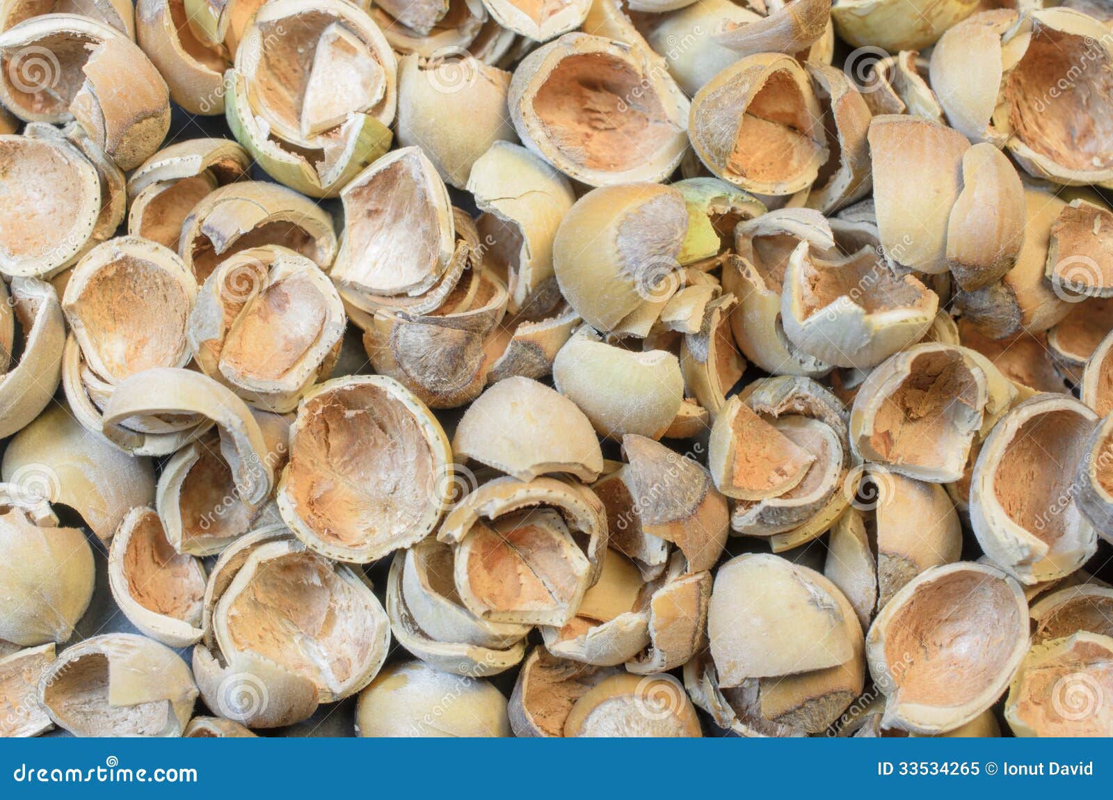 Hazel Nuts Shells Background Stock Image - Image of brown, shell: 33534265