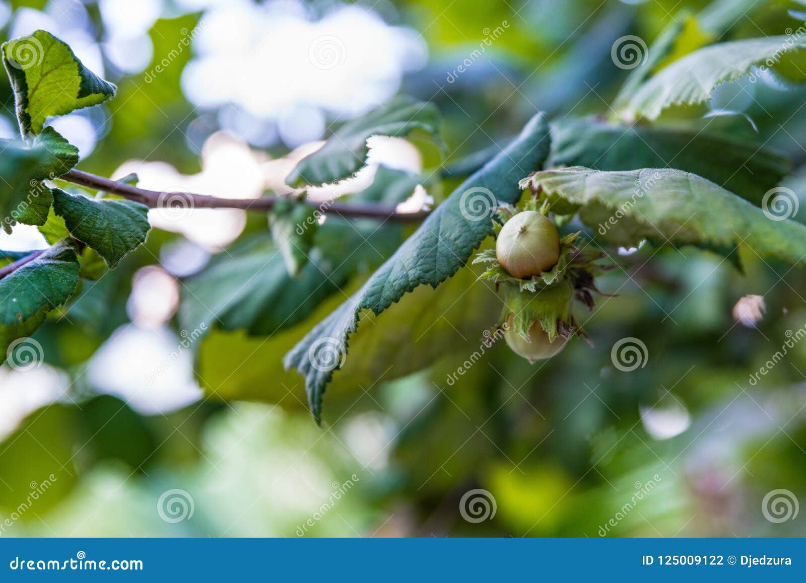 Hazel Nuts on Tree at the Summer Stock Photo - Image of tree ...