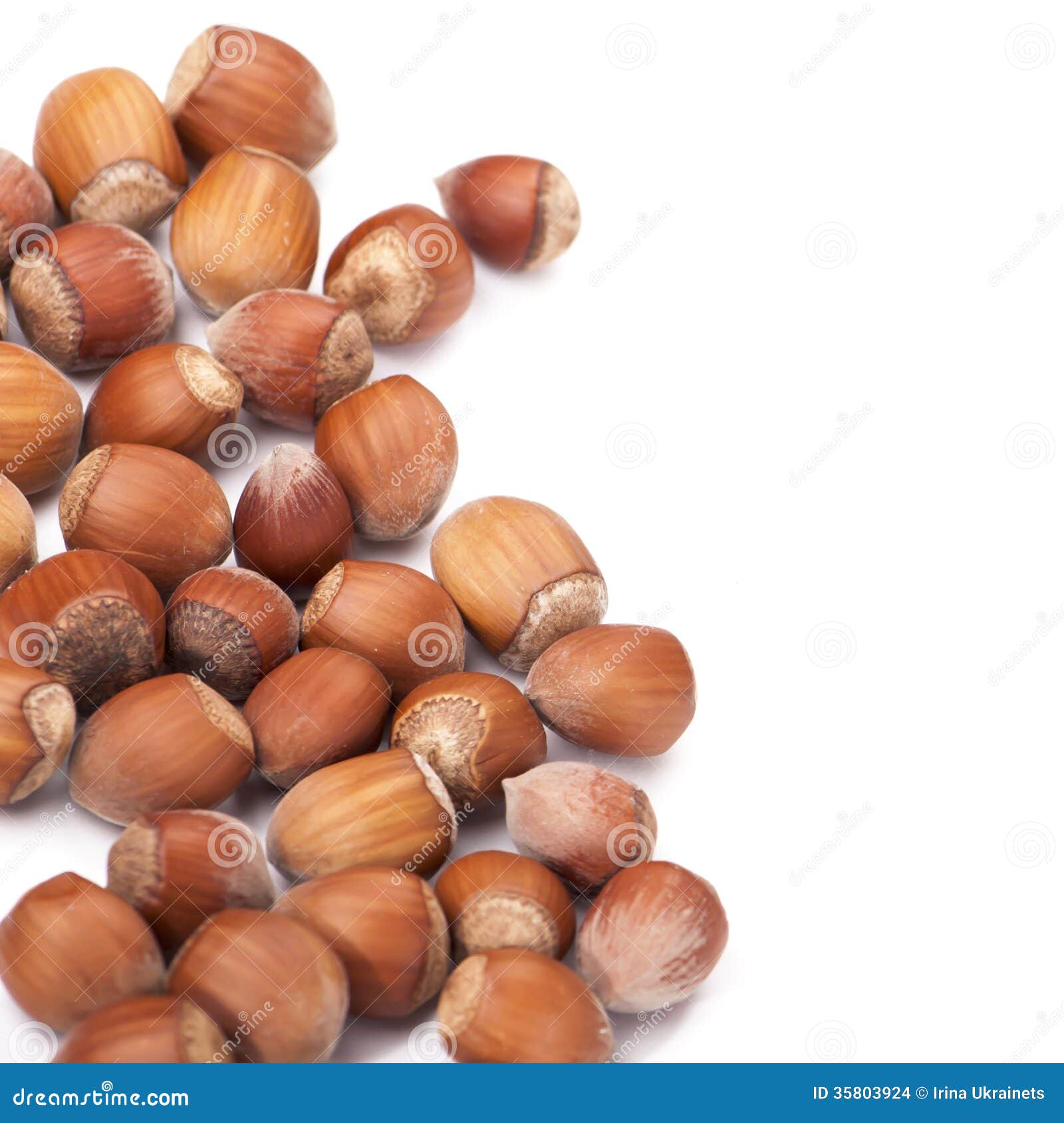 Hazel nuts stock photo. Image of upperdeck, nutshell - 35803924
