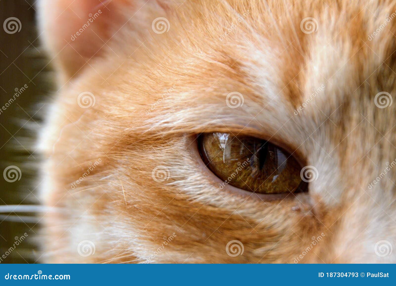 Hazel Right Eye of the Cat Reflecting the Photographer. Stock Image ...