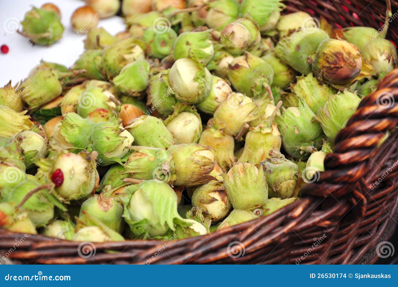 Hazel seedlings stock photo. Image of sprout, sale, nuts - 26530174
