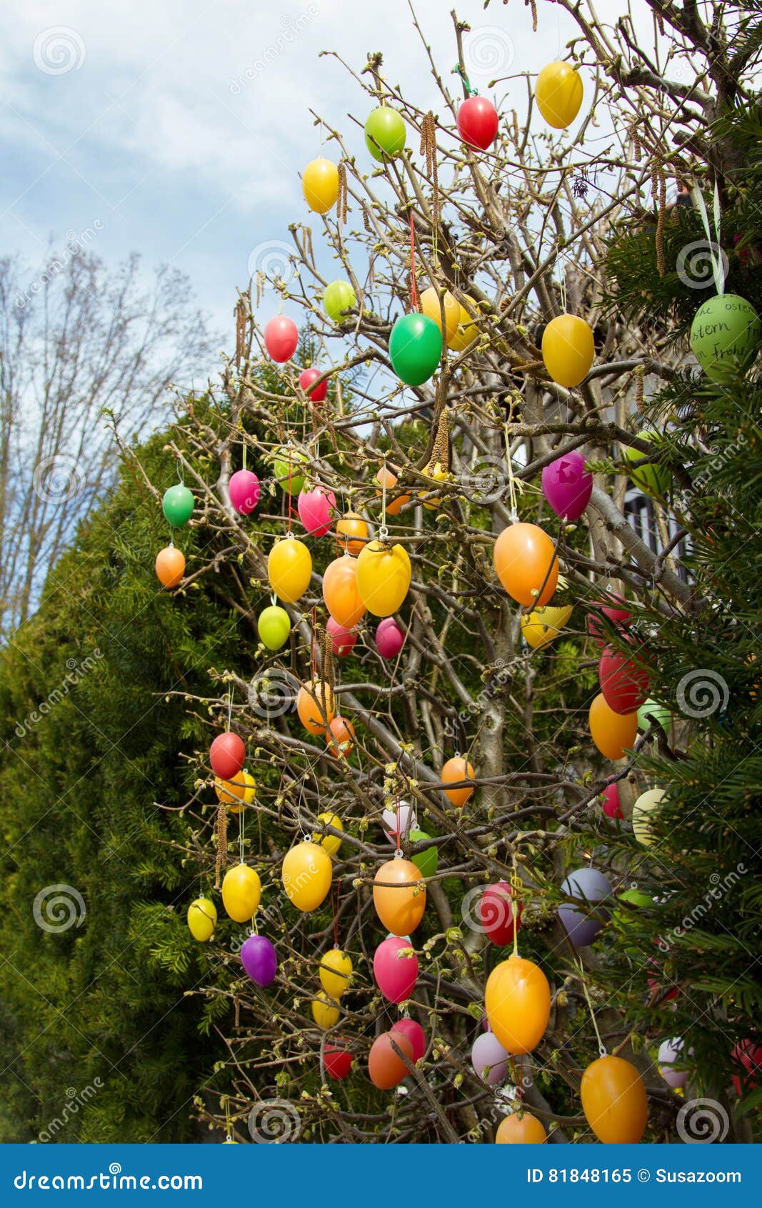 Hazel Shrub with Hanging Easter Eggs in Vivid Colors Stock Image ...