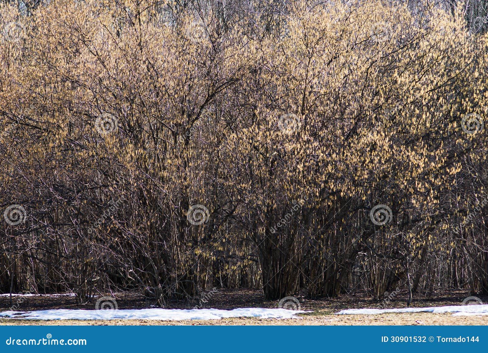 Hazel shrubs in bloom stock photo. Image of color, abstract - 30901532