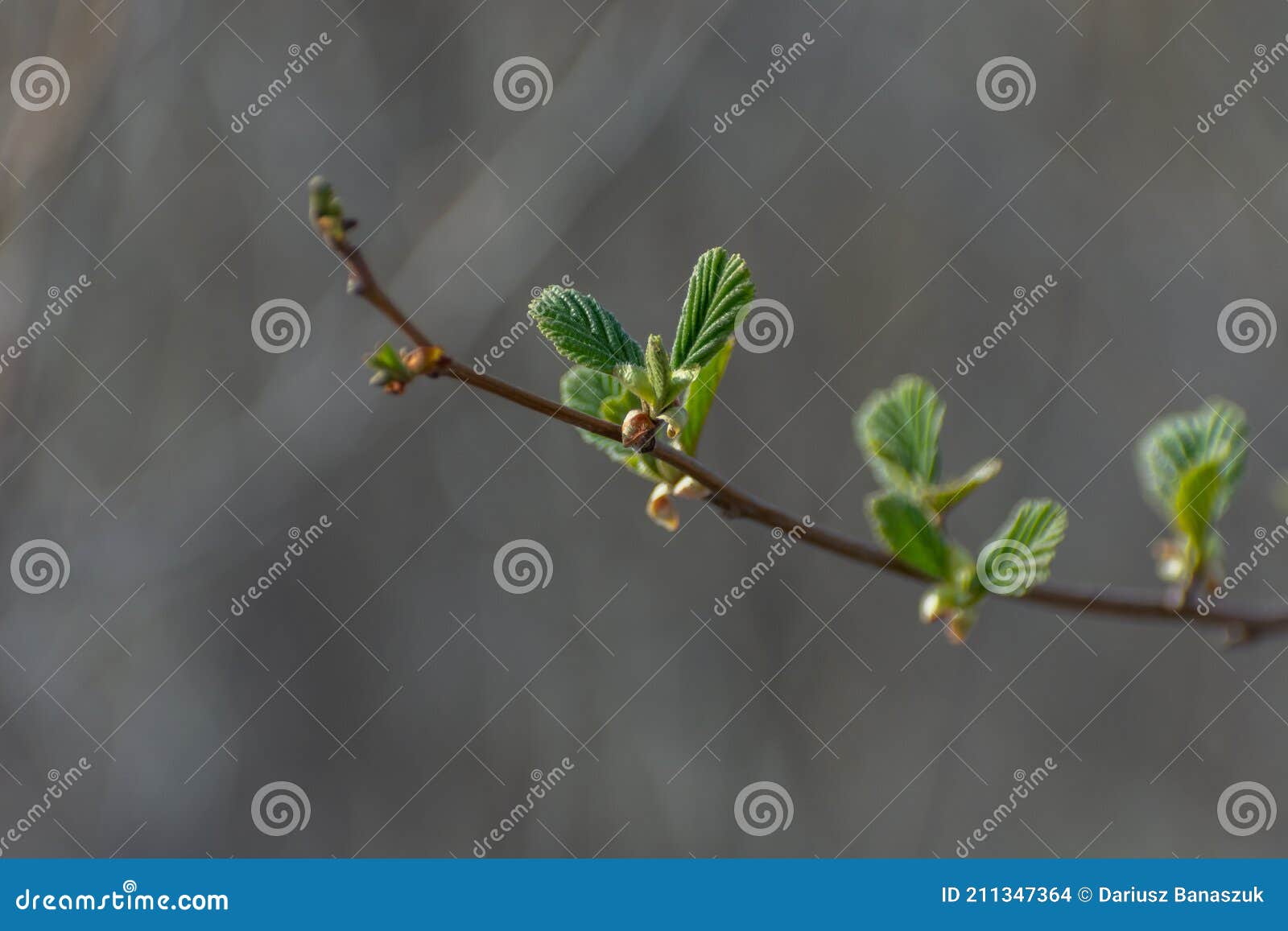 A Hazel Sprig Sprouting Small Green Spring Leaves Stock Photo - Image ...