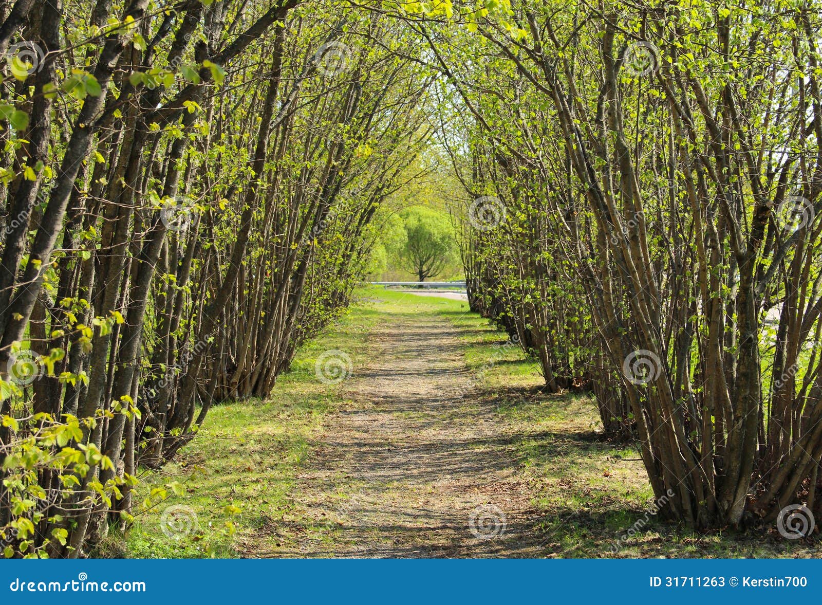 Hazel Tree Avenue in Early Spring Stock Image - Image of trees, green ...