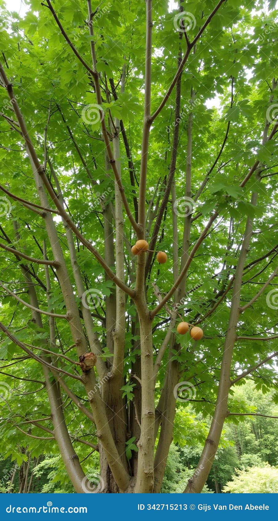 Hazel Tree with Bushy Shape Broad Fuzzy Leaves and Clusters of Nuts ...