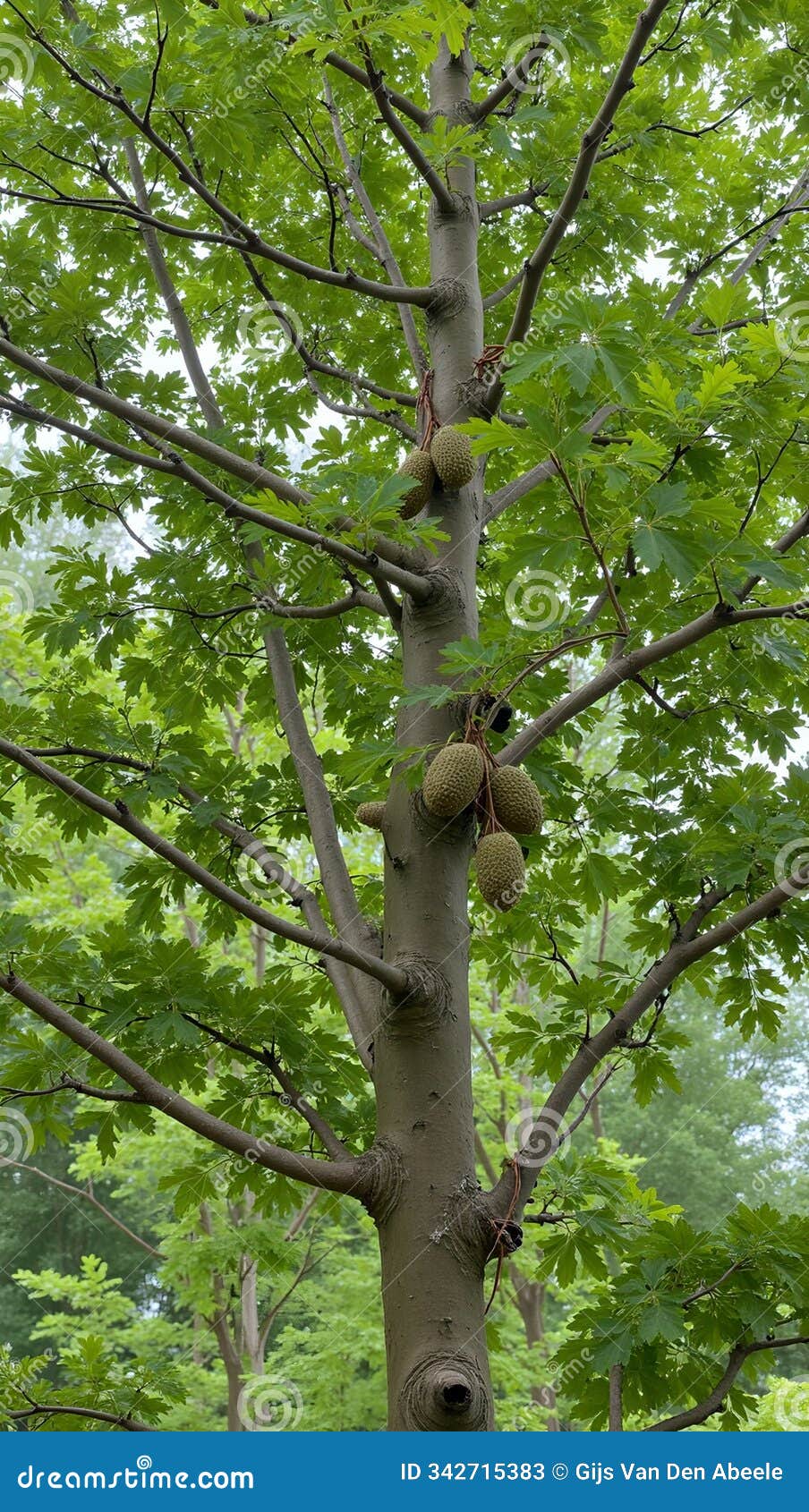 Hazel Tree with Bushy Shape Broad Fuzzy Leaves and Clusters of Nuts ...