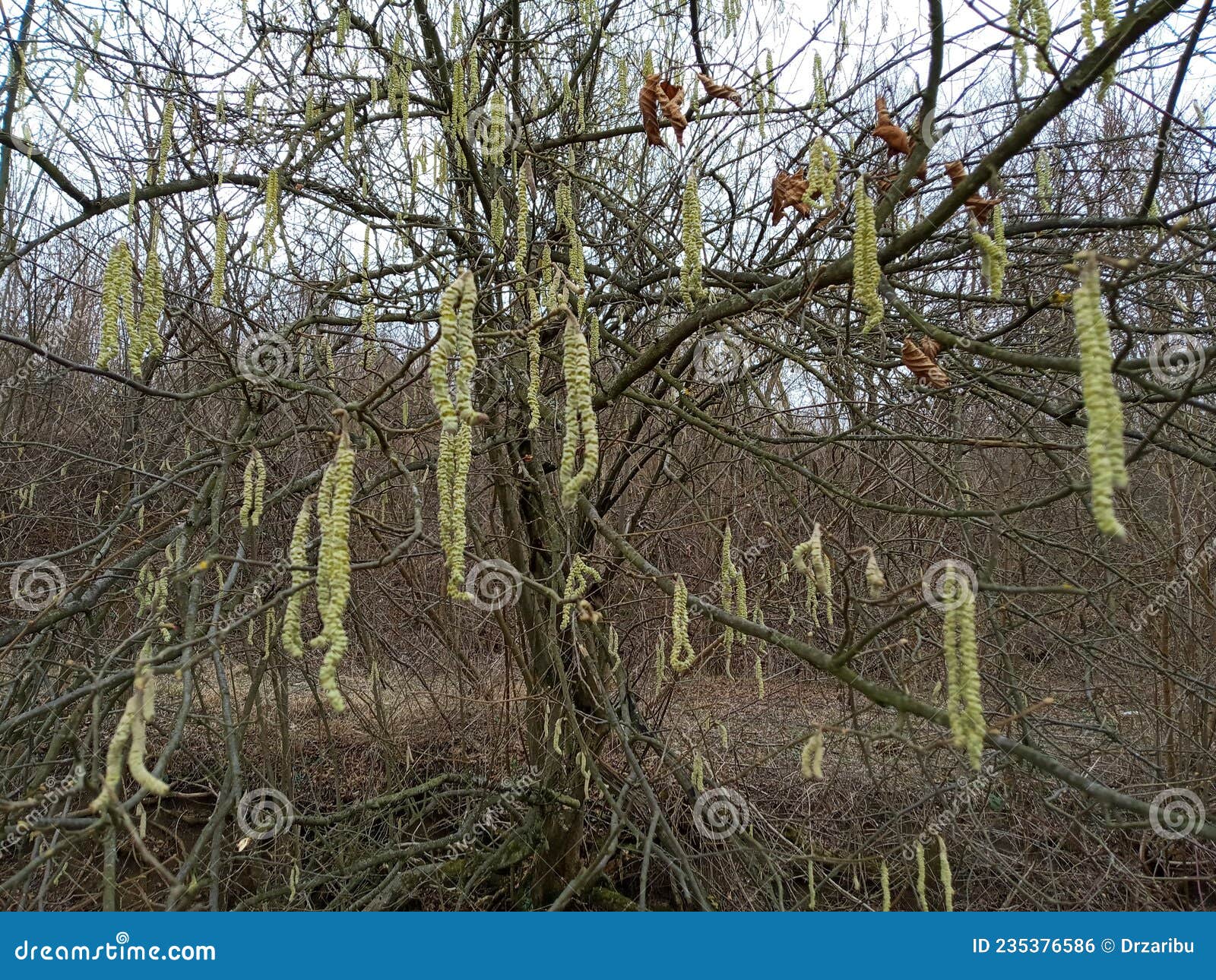 Hazel Tree with the First Spring Flowers Stock Photo - Image of shrub ...