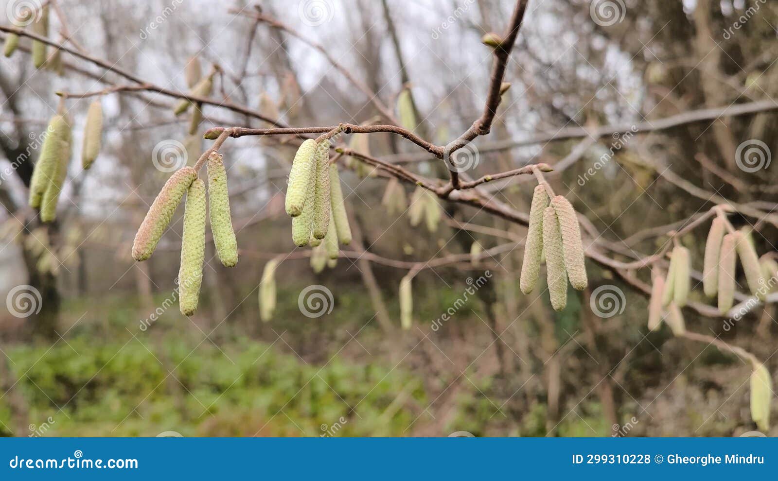 A Hazel Tree with a Flower on it in Winter Stock Footage - Video of ...