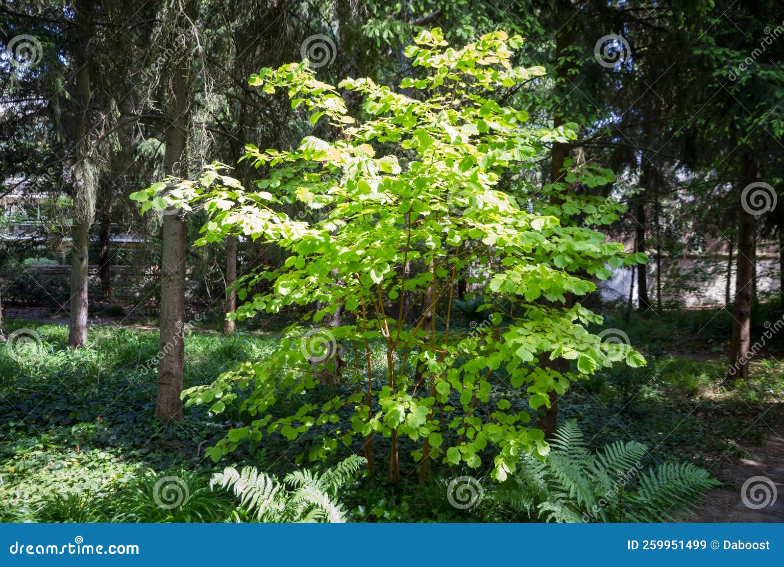 Hazel tree in a forest stock image. Image of hazel, garden - 259951499