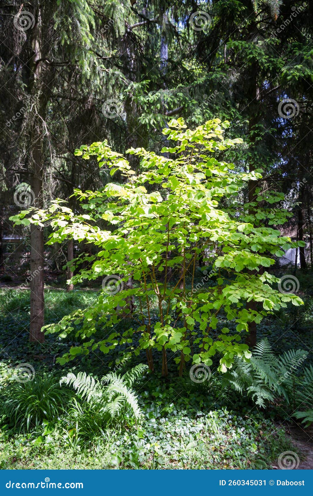 Hazel tree in a forest stock image. Image of foliage - 260345031
