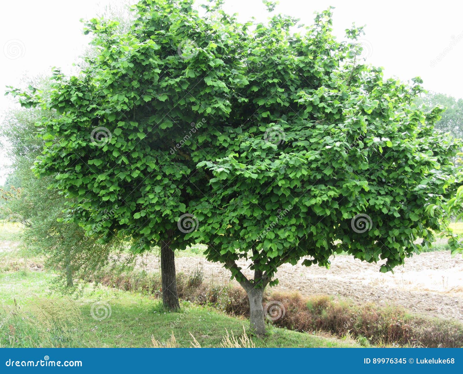 Hazel Tree with Green Leaves in Spring . Tuscany, Italy Stock Image ...