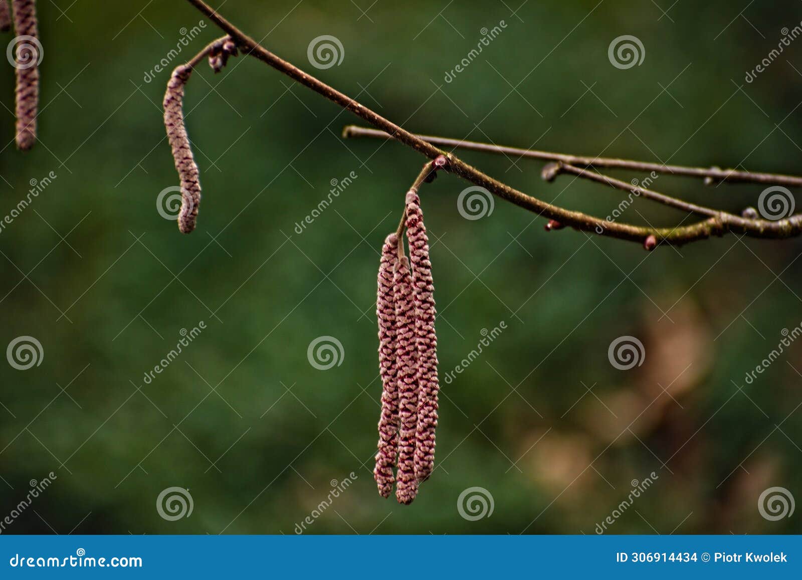 Hazel tree stock photo. Image of hazelnuts, nature, macro - 306914434