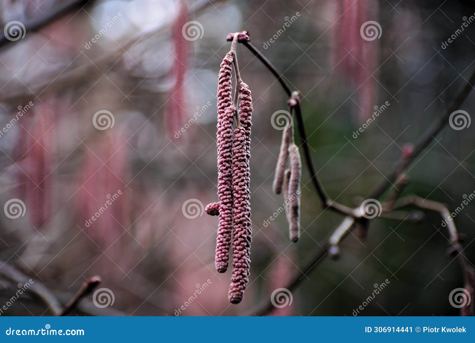 Hazel tree stock image. Image of macro, flower, hazel - 306914441