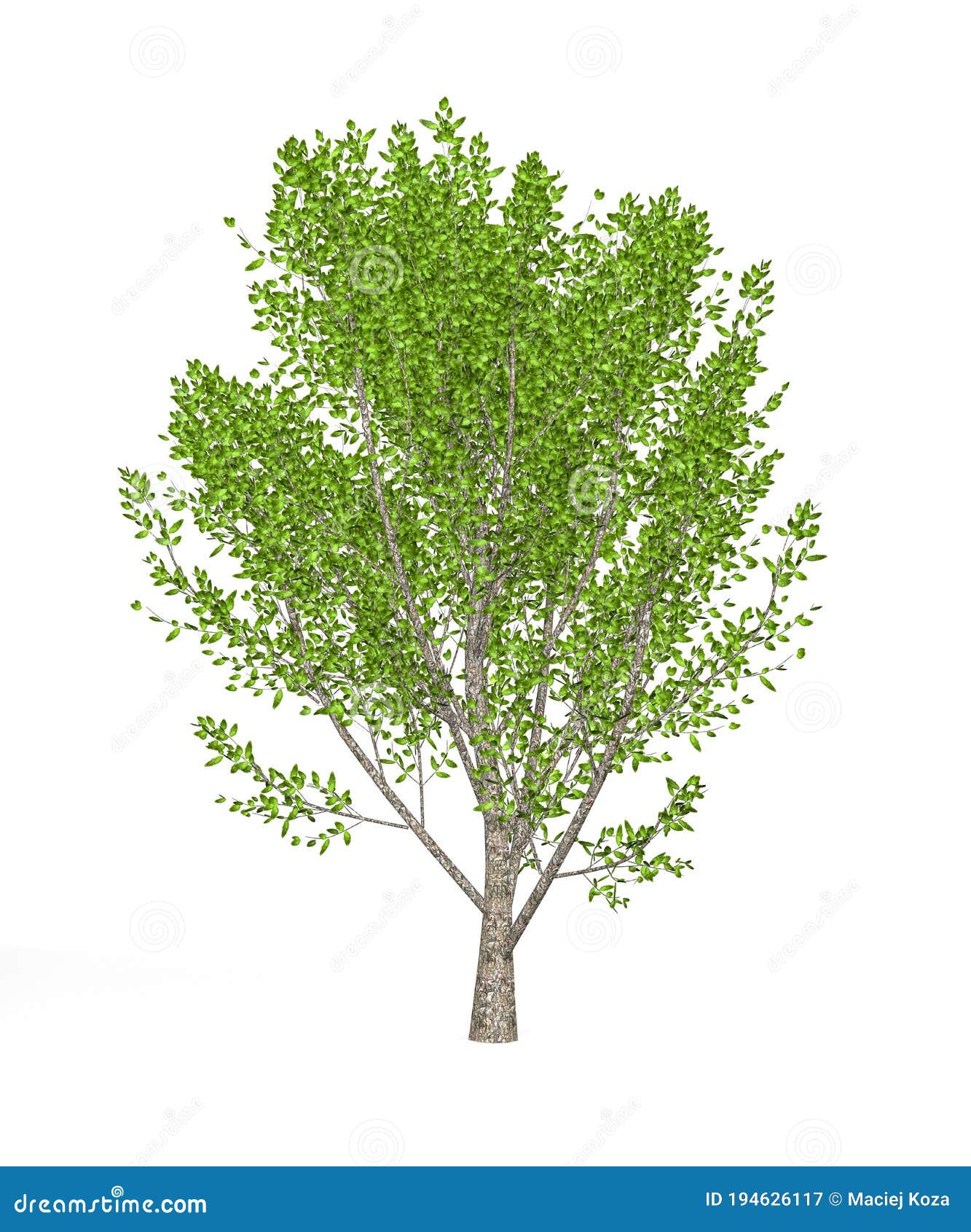 Hazel Tree Isolated on White Background Stock Illustration ...