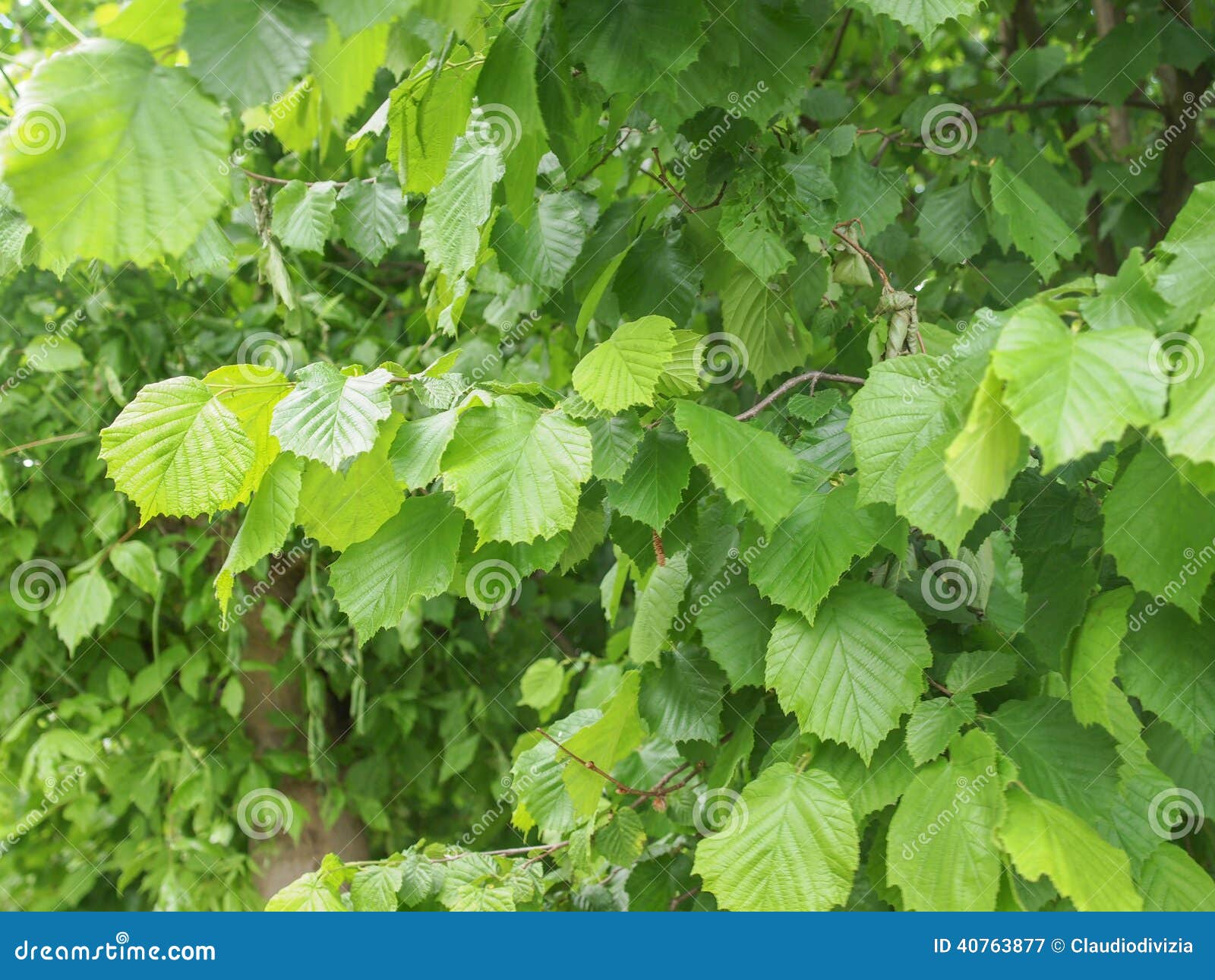 Hazel tree leaf stock image. Image of leaves, tree, green - 40763877