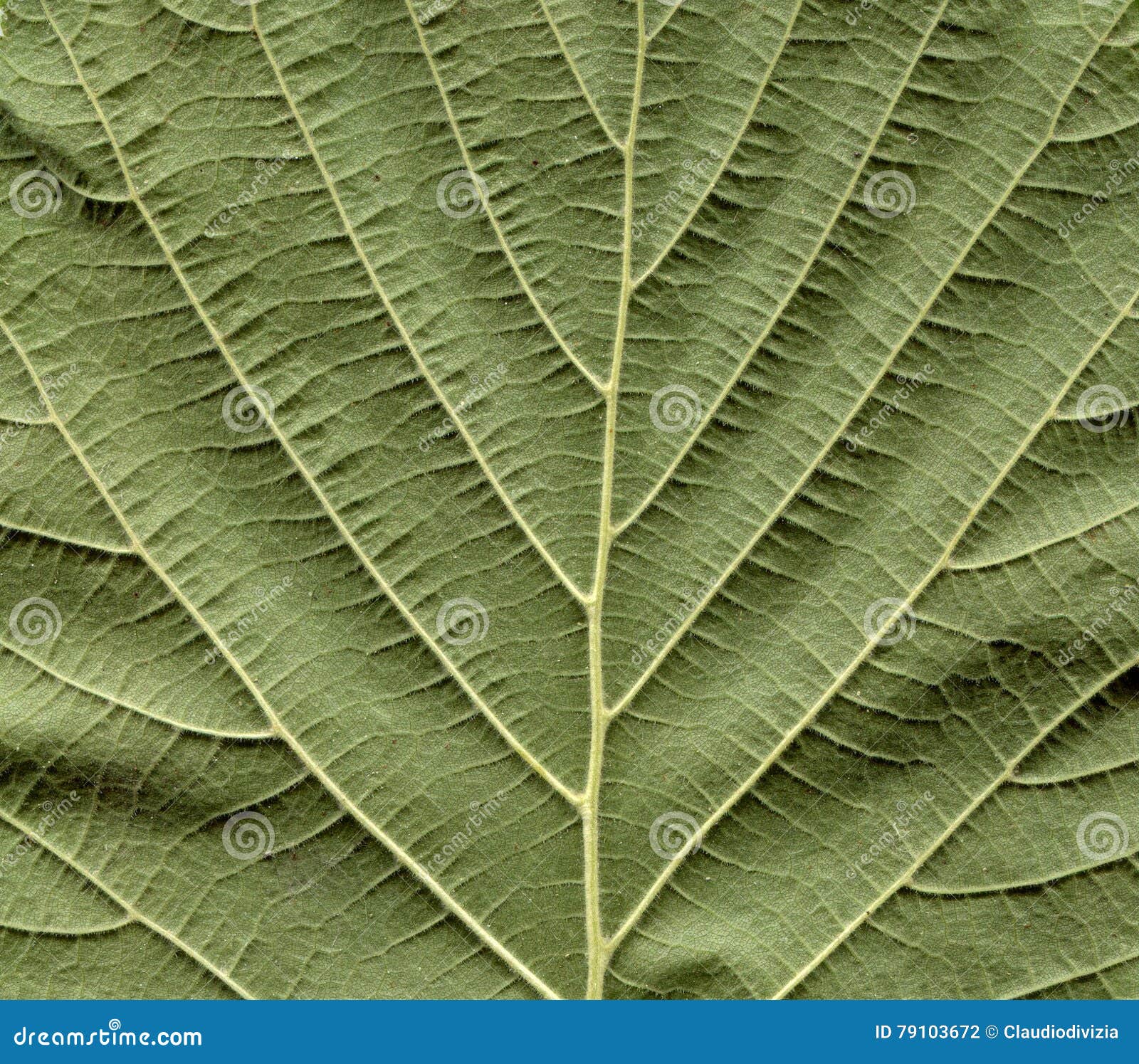 Hazel tree leaf stock photo. Image of hazel, flora, tree - 79103672