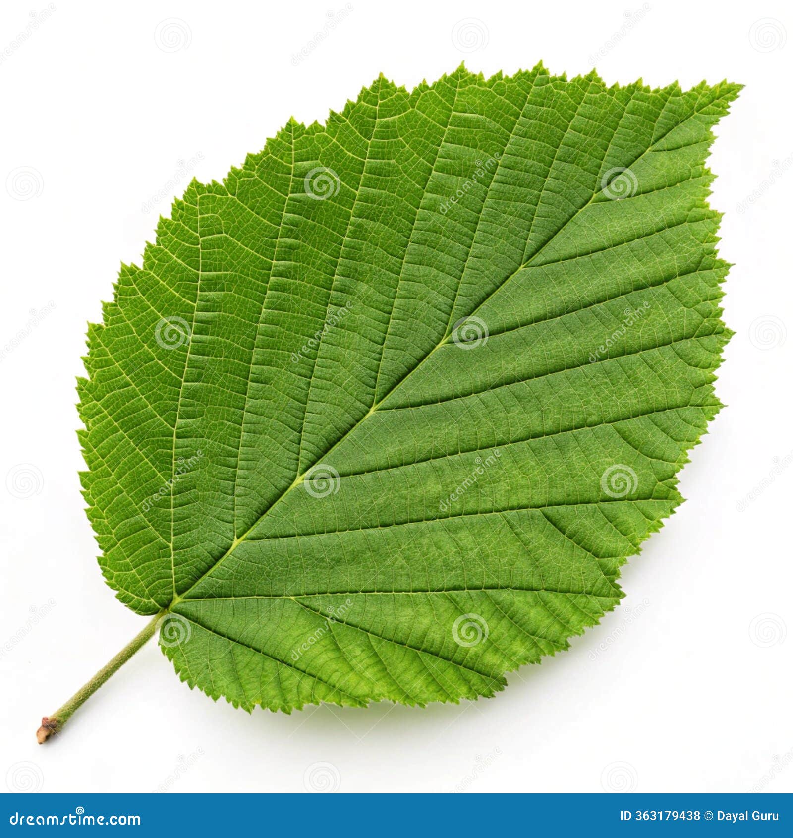 Hazel Tree Leaf Isolated on White Background Stock Illustration ...