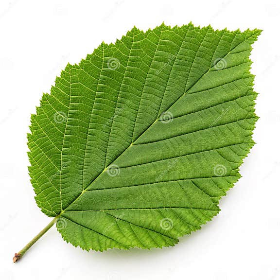 Hazel Tree Leaf Isolated on White Background Stock Illustration ...
