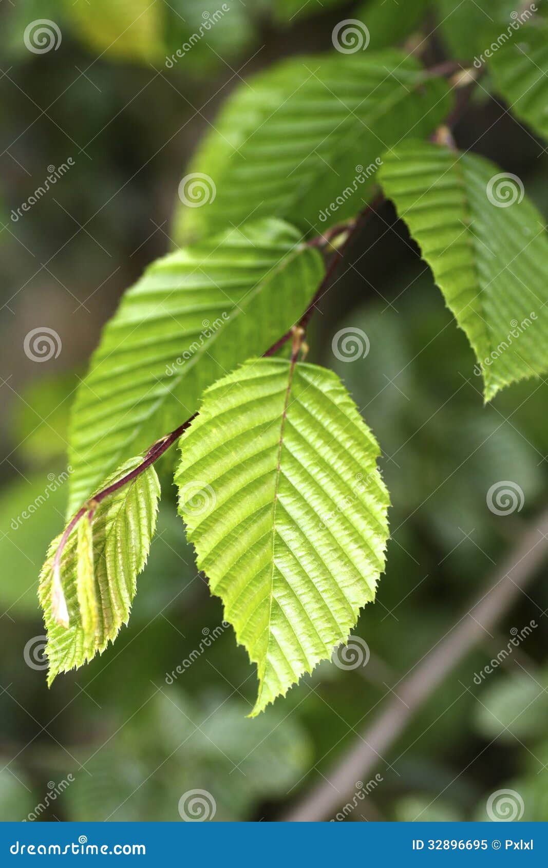 Hazel tree leaves stock image. Image of macro, hazel - 32896695