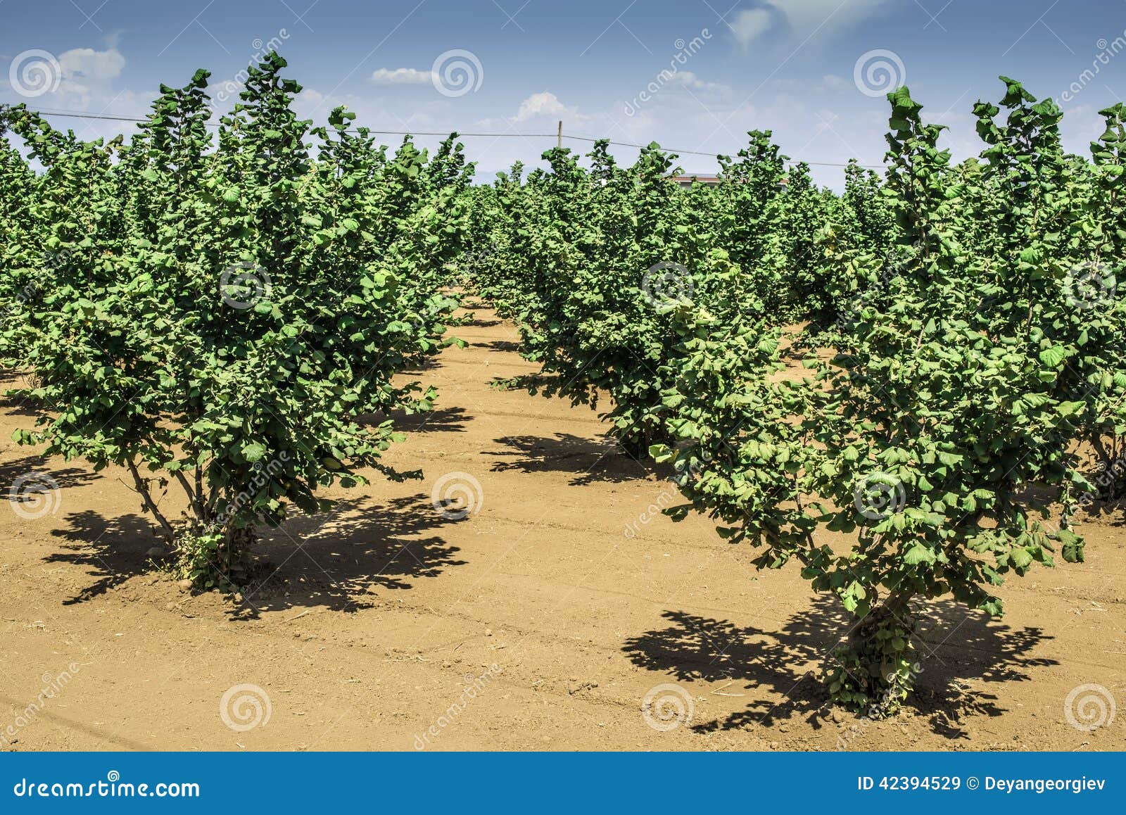 Hazel tree plantation stock image. Image of fruit, seasonal - 42394529