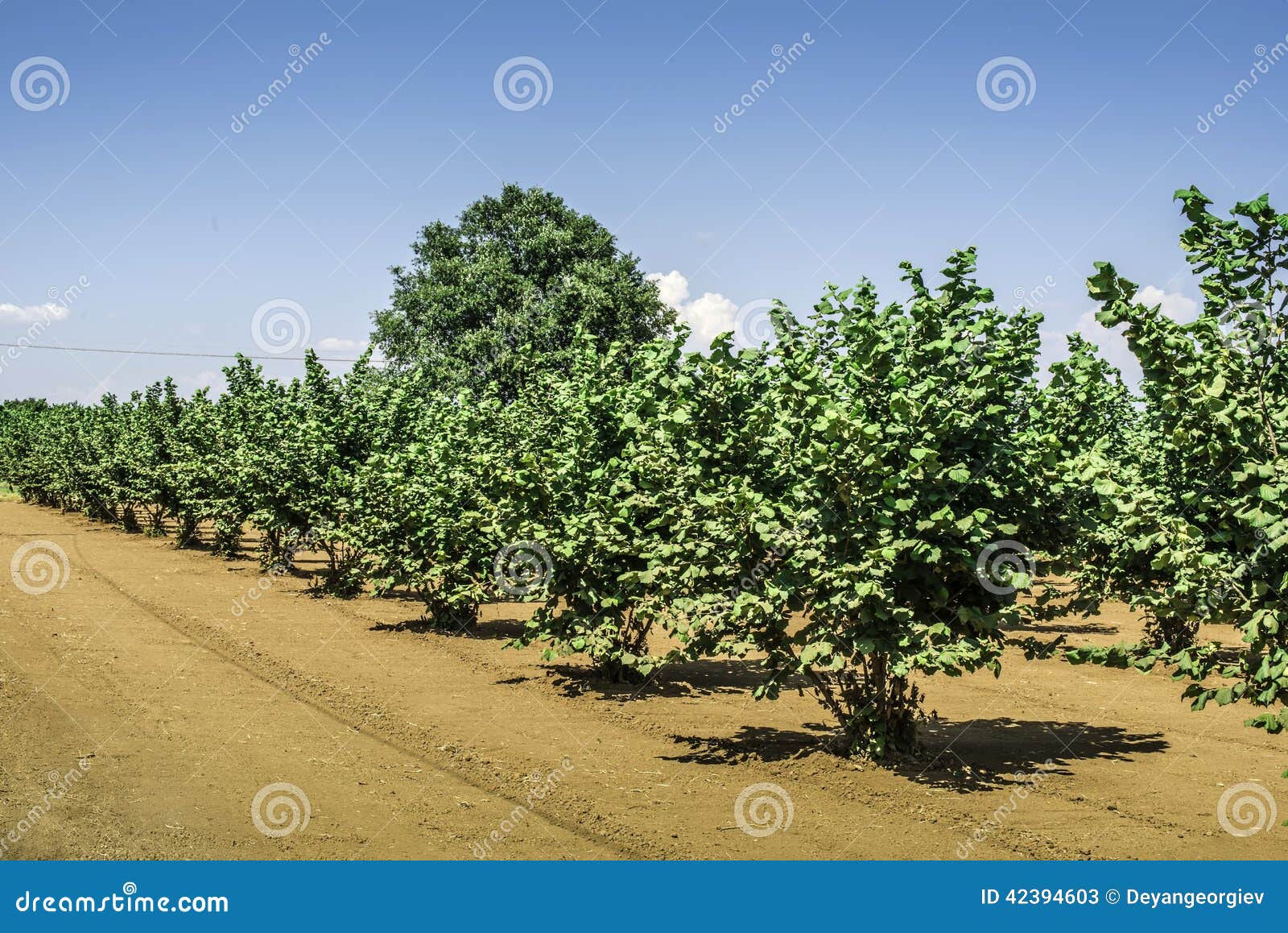 Hazel tree plantation stock image. Image of blossom, season - 42394603