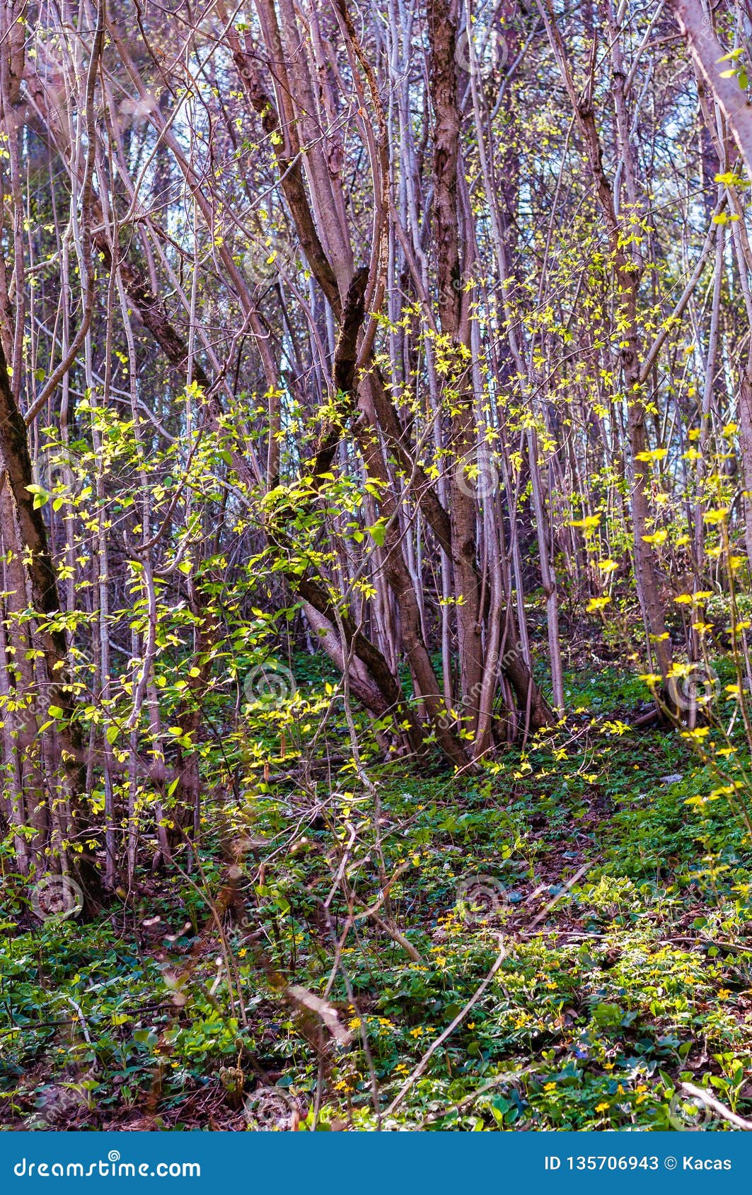 Hazel Tree Shrubs Growing in the Spring Forest Stock Image - Image of ...