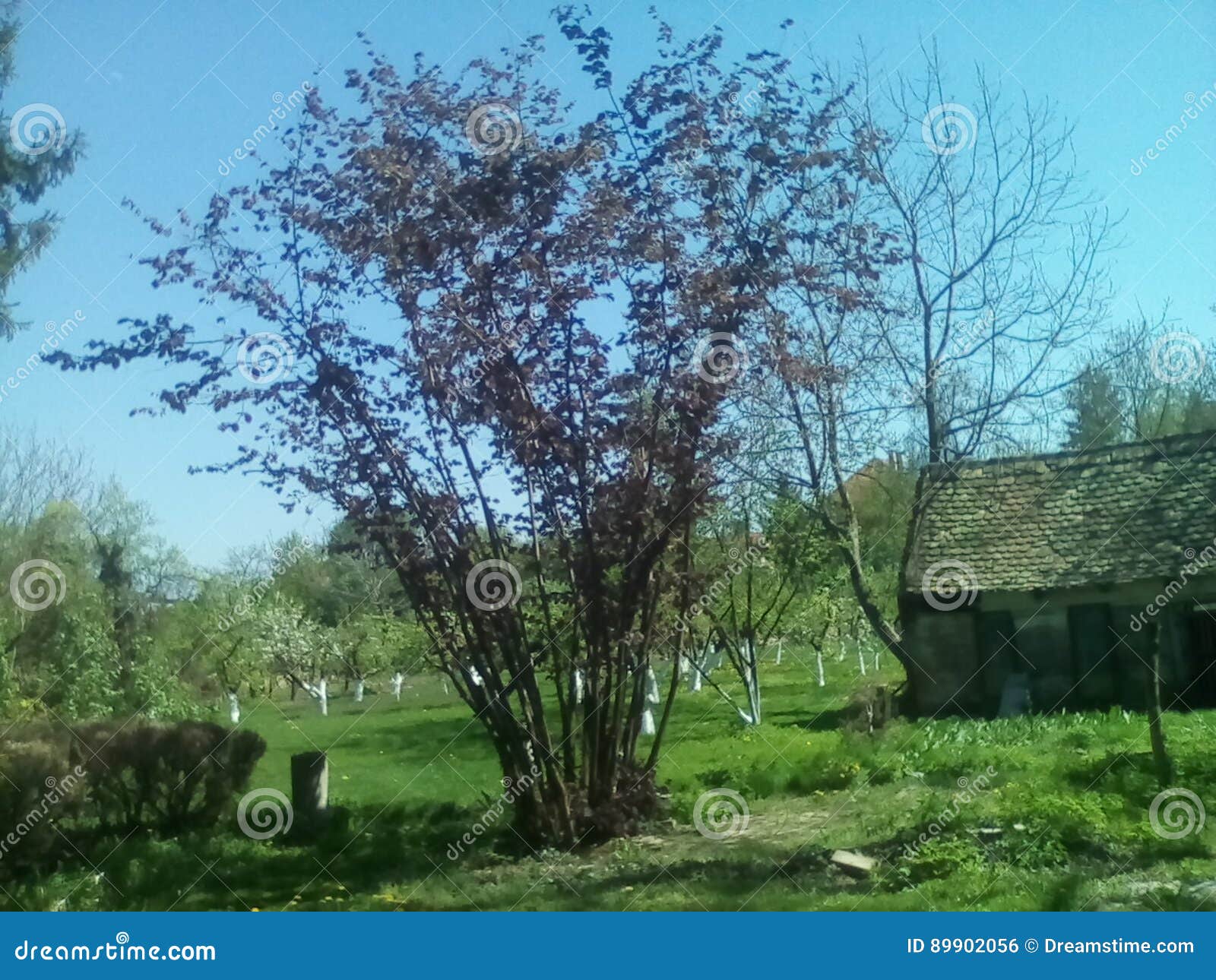 Hazel Tree stock photo. Image of noon, tree, garden, leaves - 89902056