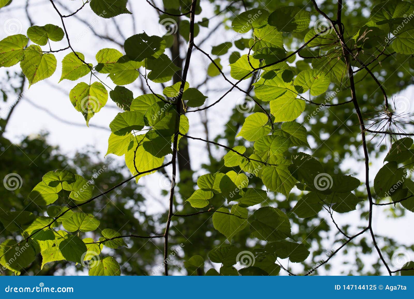 Hazel Tree Spring Leaves on Twig Stock Image - Image of foliage, branch ...