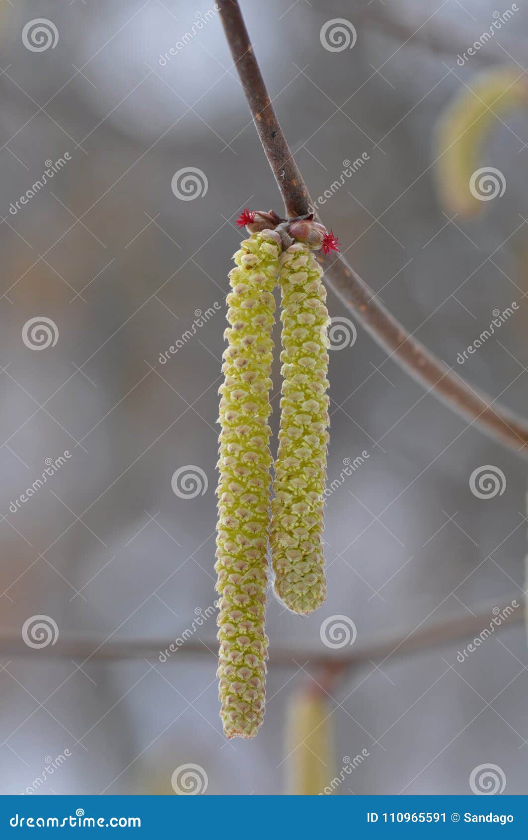 Hazel Tree Detail in Winter Stock Image - Image of blossom, catkins ...