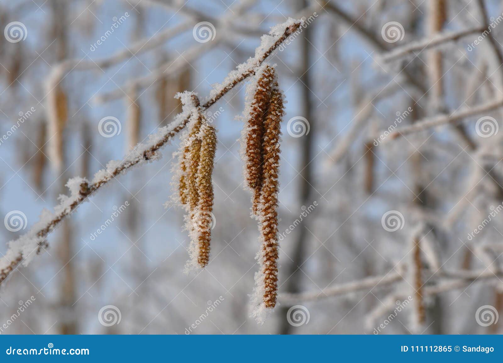 Hazel Tree Detail in Winter Stock Image - Image of filbert, corylus ...