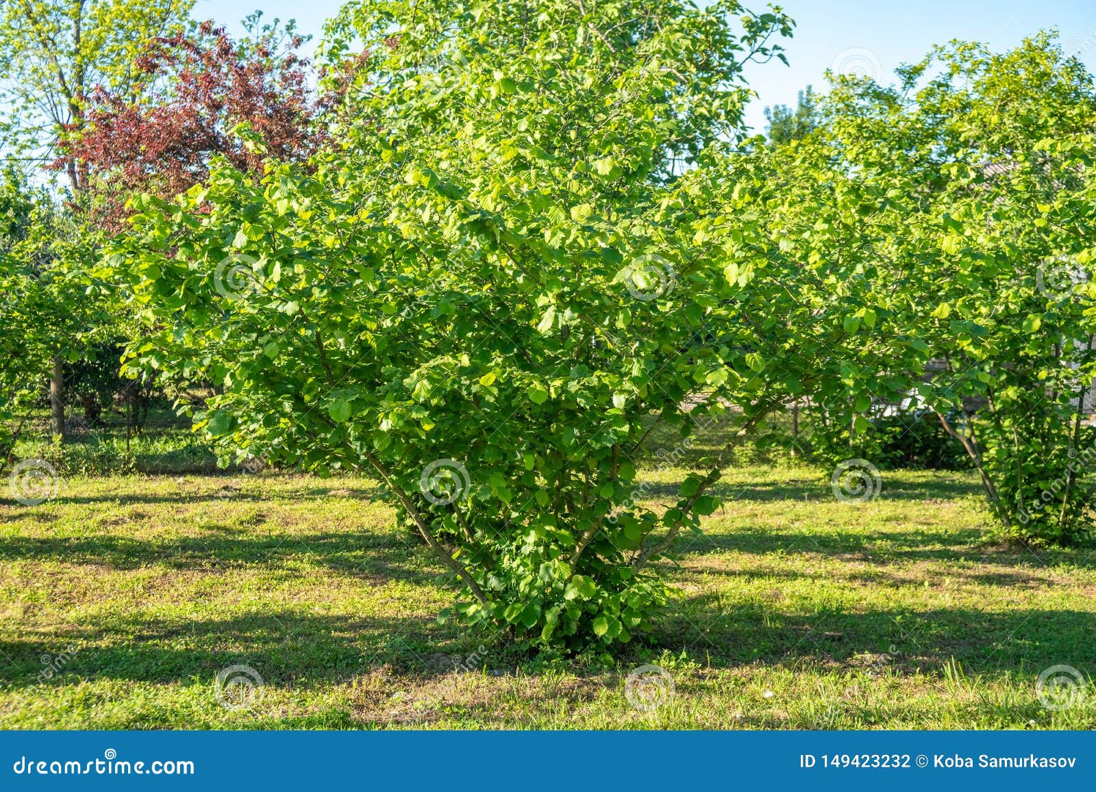 Hazel Trees in Private Yard. Sunny Day Stock Photo - Image of forest ...