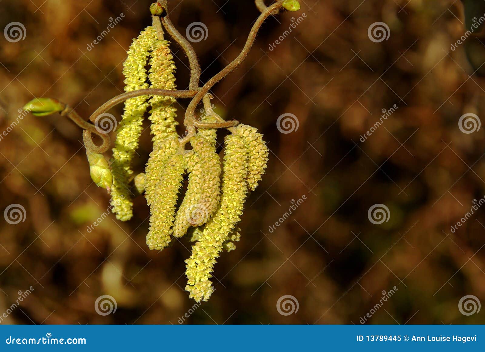 Hazel twig stock image. Image of plant, bush, twig, avellana - 13789445