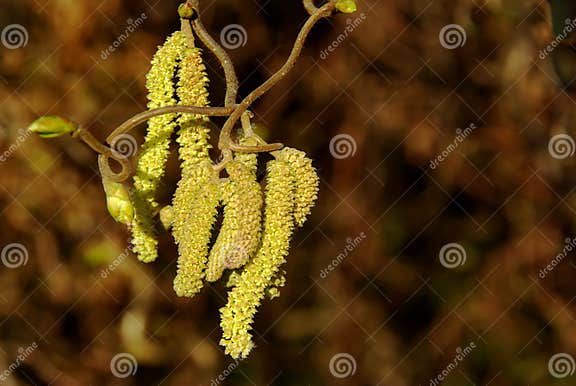 Hazel twig stock image. Image of plant, bush, twig, avellana - 13789445