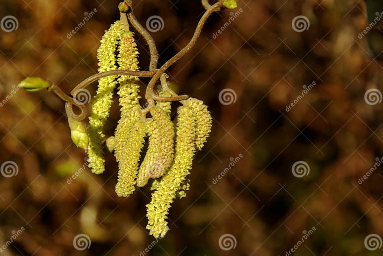 Hazel twig stock image. Image of plant, bush, twig, avellana - 13789445