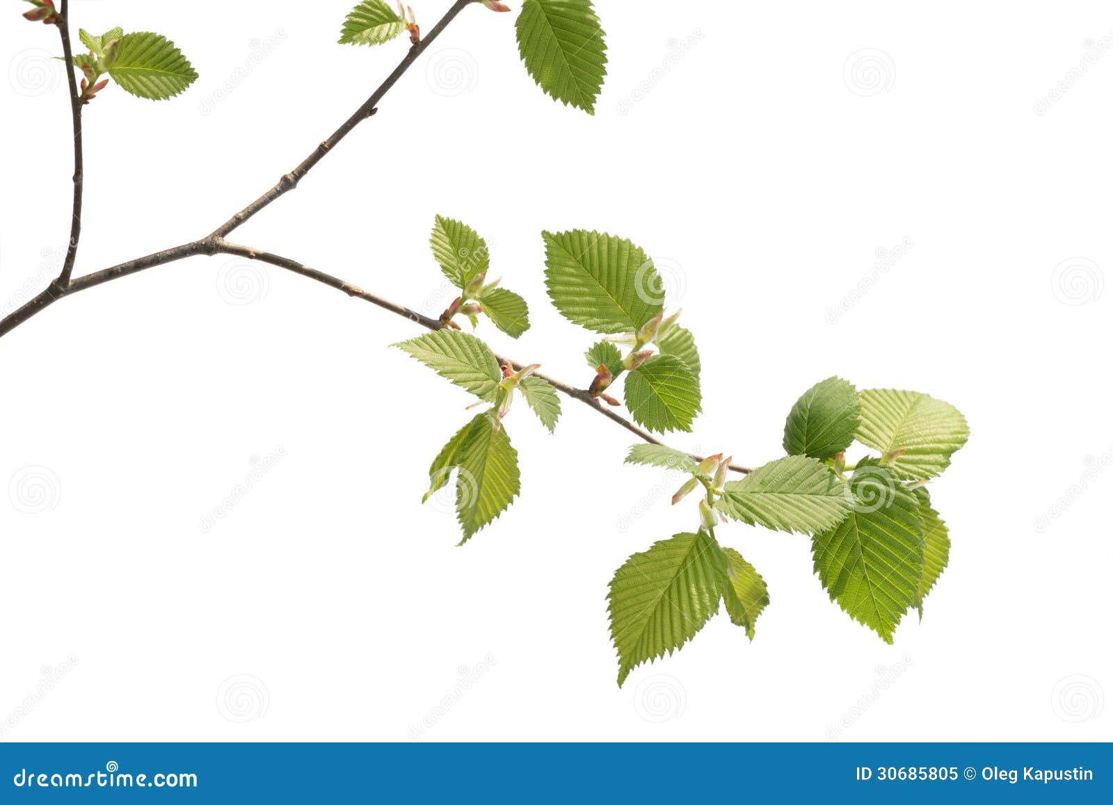 Hazel twig stock image. Image of leaf, spring, hazel - 30685805