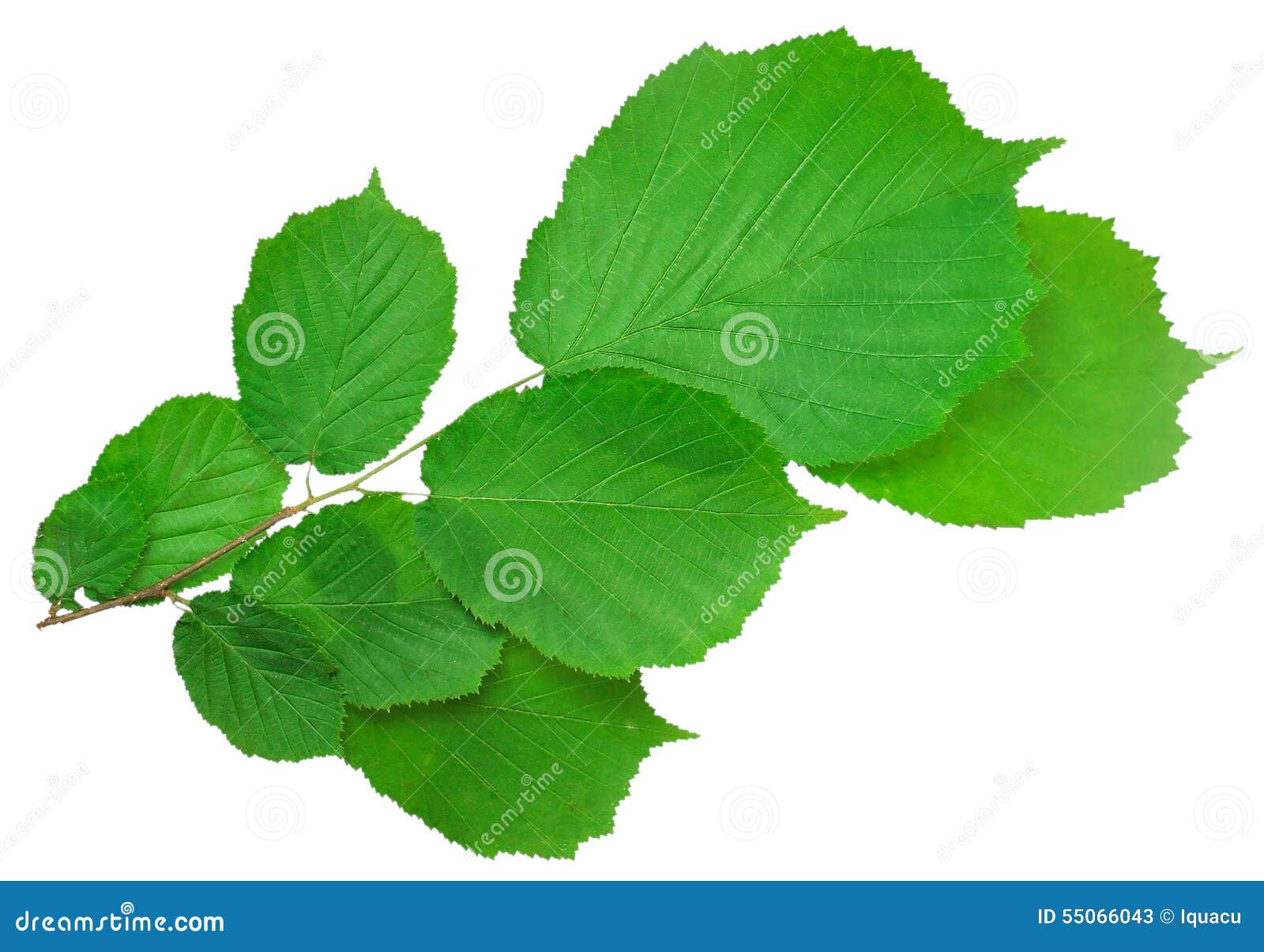 Hazel twig stock image. Image of isolated, green, forest - 55066043