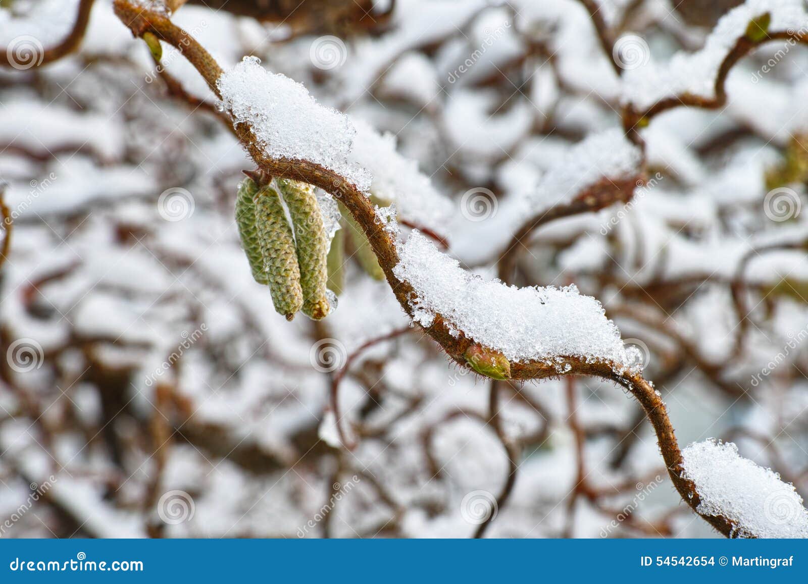 Iced Snow on Corkscrew Hazel Twig Winter Detail Stock Photo - Image of ...