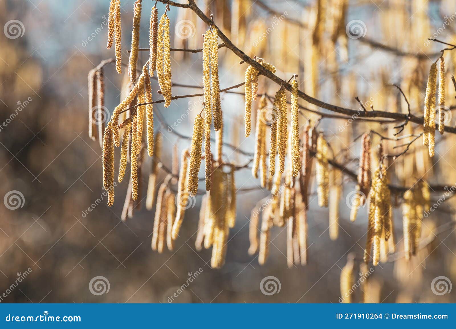 Hazel in Winter with Buds (male Catkins) Stock Photo - Image of winter, hazel: 271910264