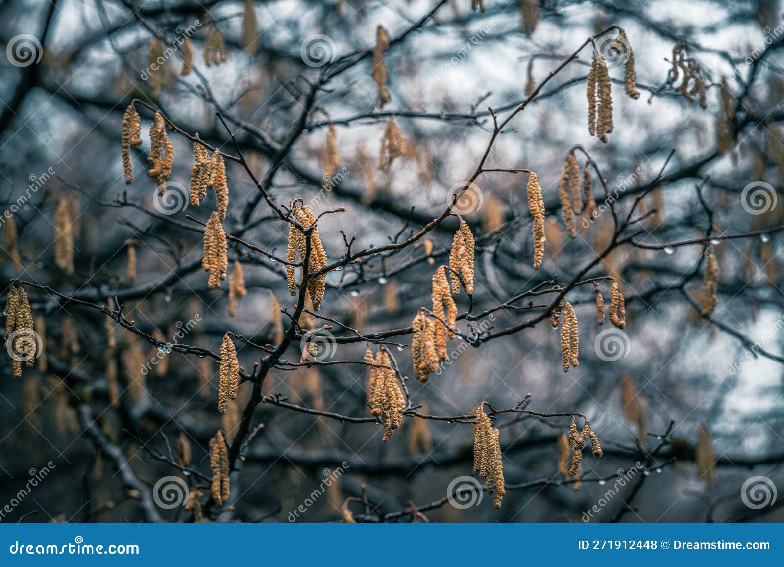 Hazel tree in the rain stock photo. Image of seasonal - 271912448