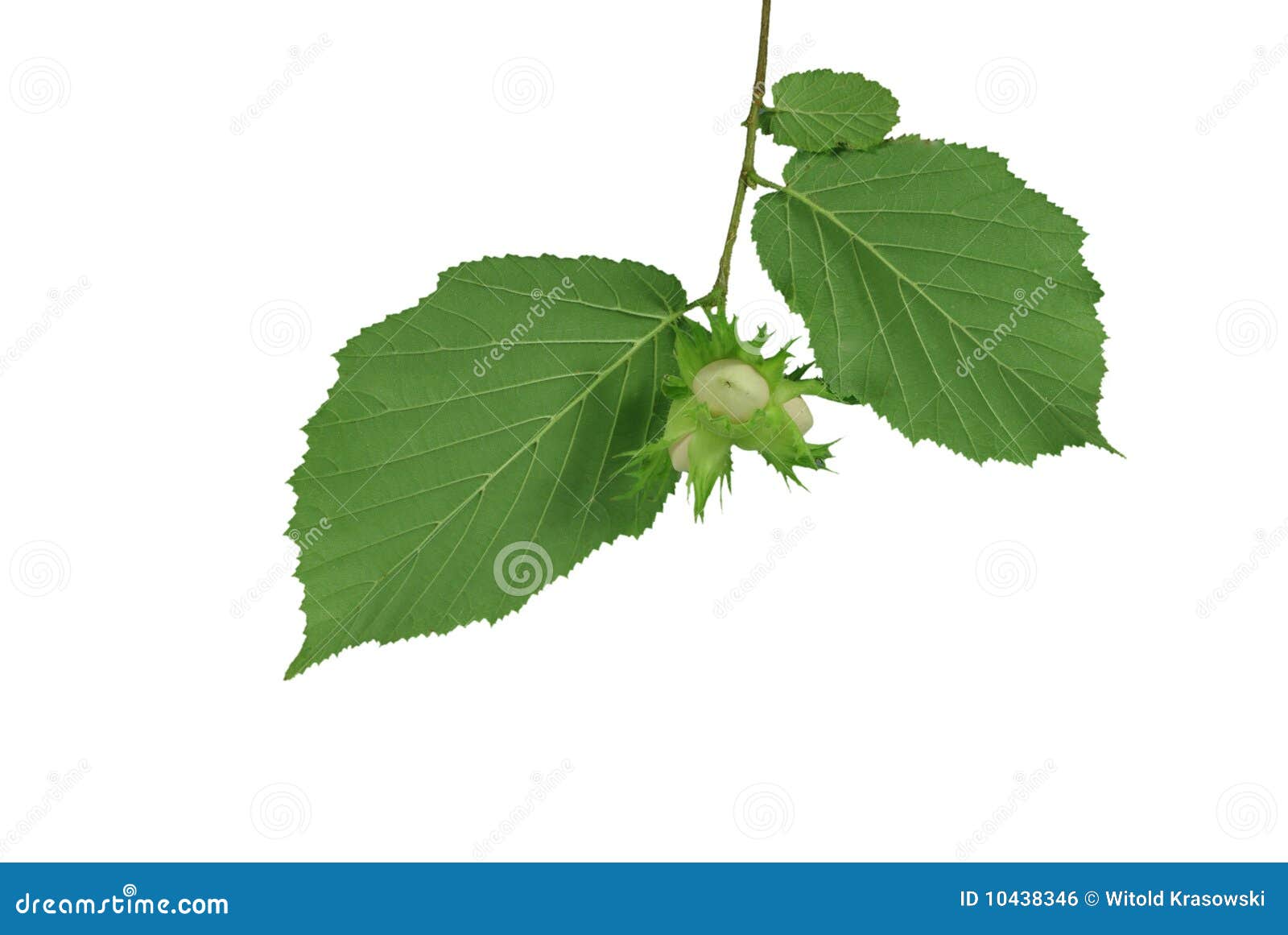 Hazel-wood stock photo. Image of healthy, green, food - 10438346