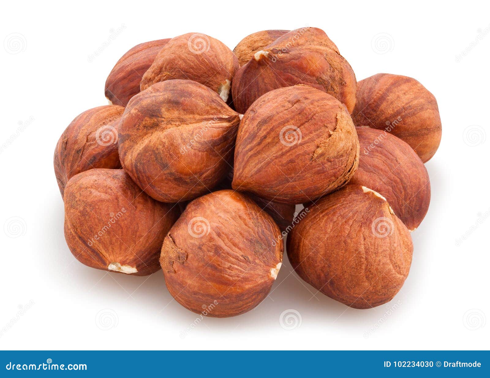 Hazelnoot stock foto. Image of geïsoleerd, smakelijk - 102234030