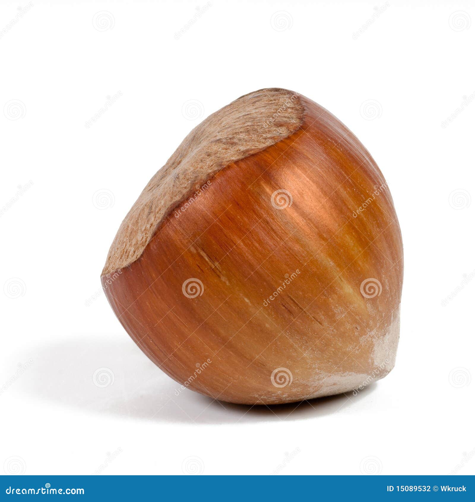 Hazelnoot stock foto. Image of hazelnoot, levensmiddel - 15089532