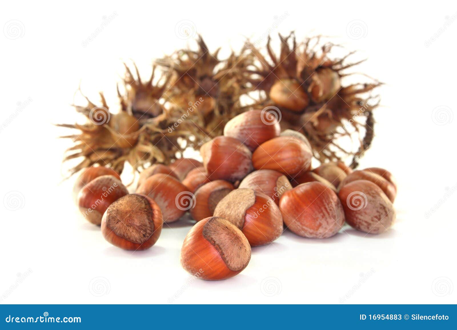 Hazelnoot stock afbeelding. Image of moeilijk, barst - 16954883