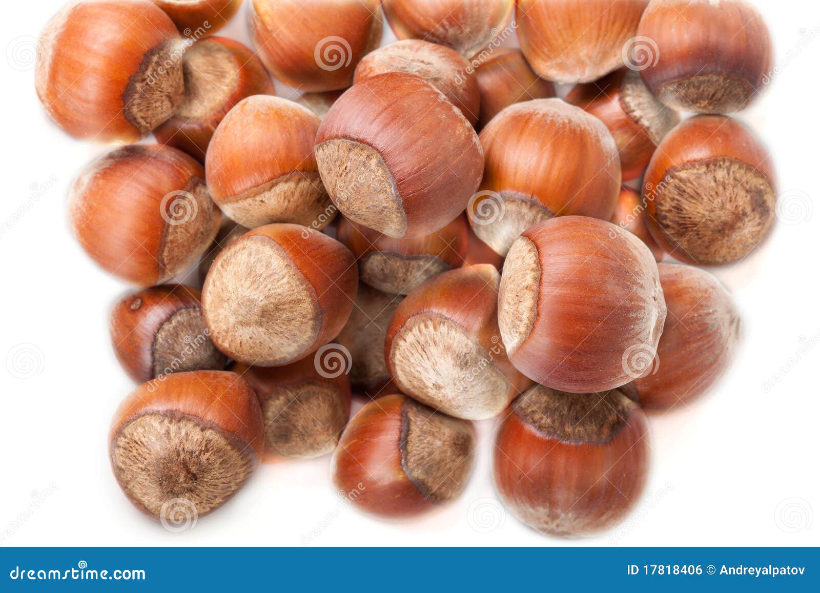 Hazelnoot stock foto. Image of kleur, gezond, schot, nootachtig - 17818406