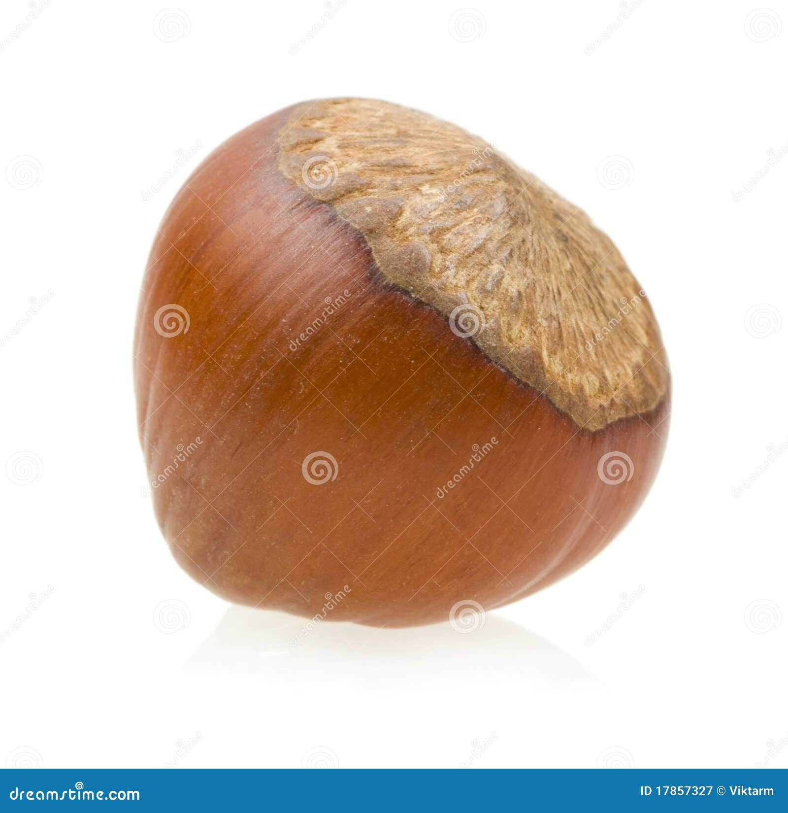 Hazelnoot stock afbeelding. Image of noot, hazelaar, sterk - 17857327